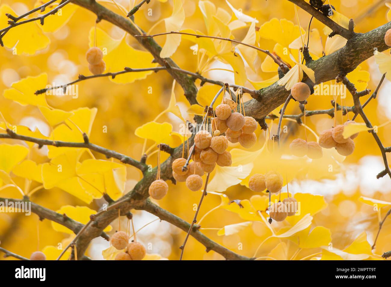 Maidenhair tree (Ginkgo biloba), Cambridge Botanical Garden, Germany ...