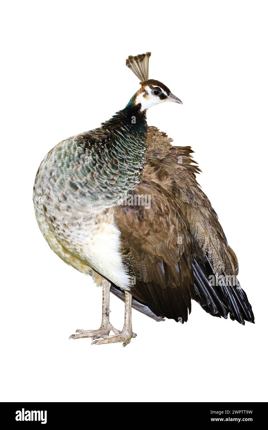 Two Peacock is isolated on a white background Stock Photo - Alamy