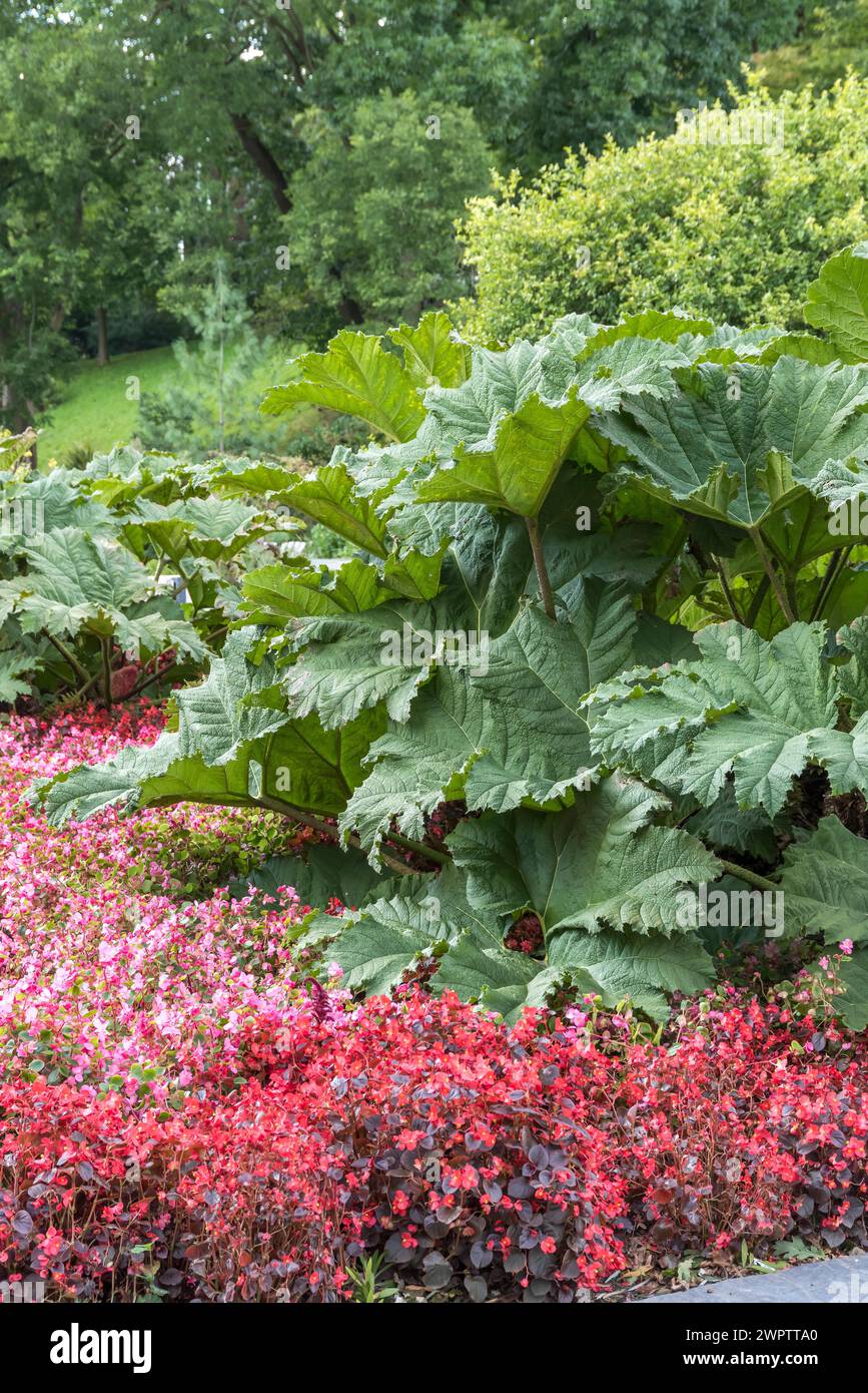 Giant rhubarb (Gunnera manicata), Cambridge Botanical Garden, Germany ...