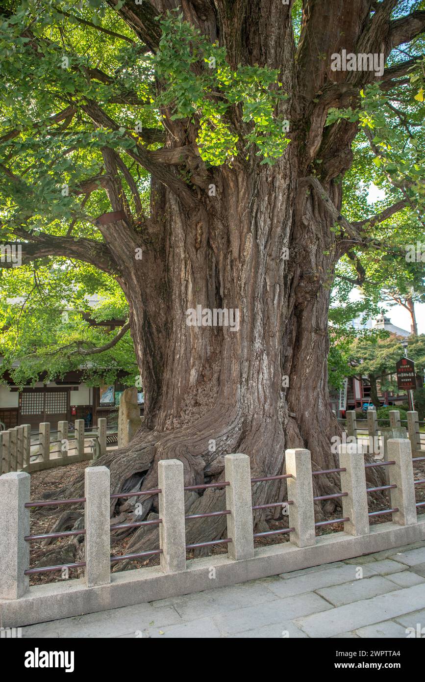 Maidenhair tree (Ginkgo biloba), ginkgo at Hida Konkobun-ji Temple ...