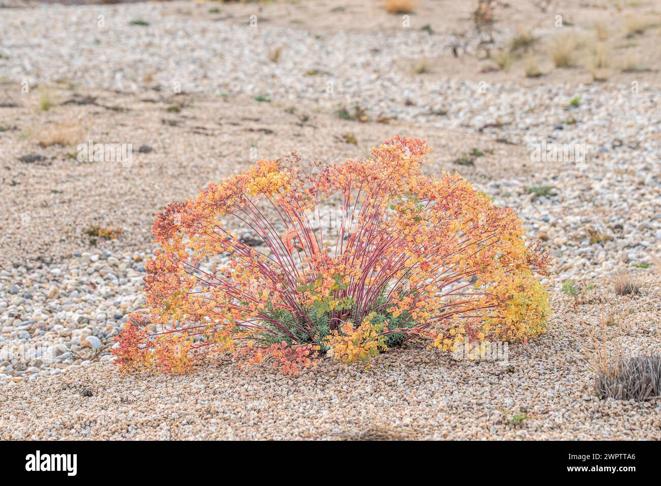 Steppe spurge (Euphorbia seguieriana subsp. niciciana), Cambridge ...