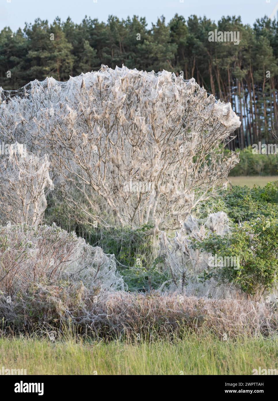 Spider web of the european spindle (Euonymus europaeus), common monkey ...