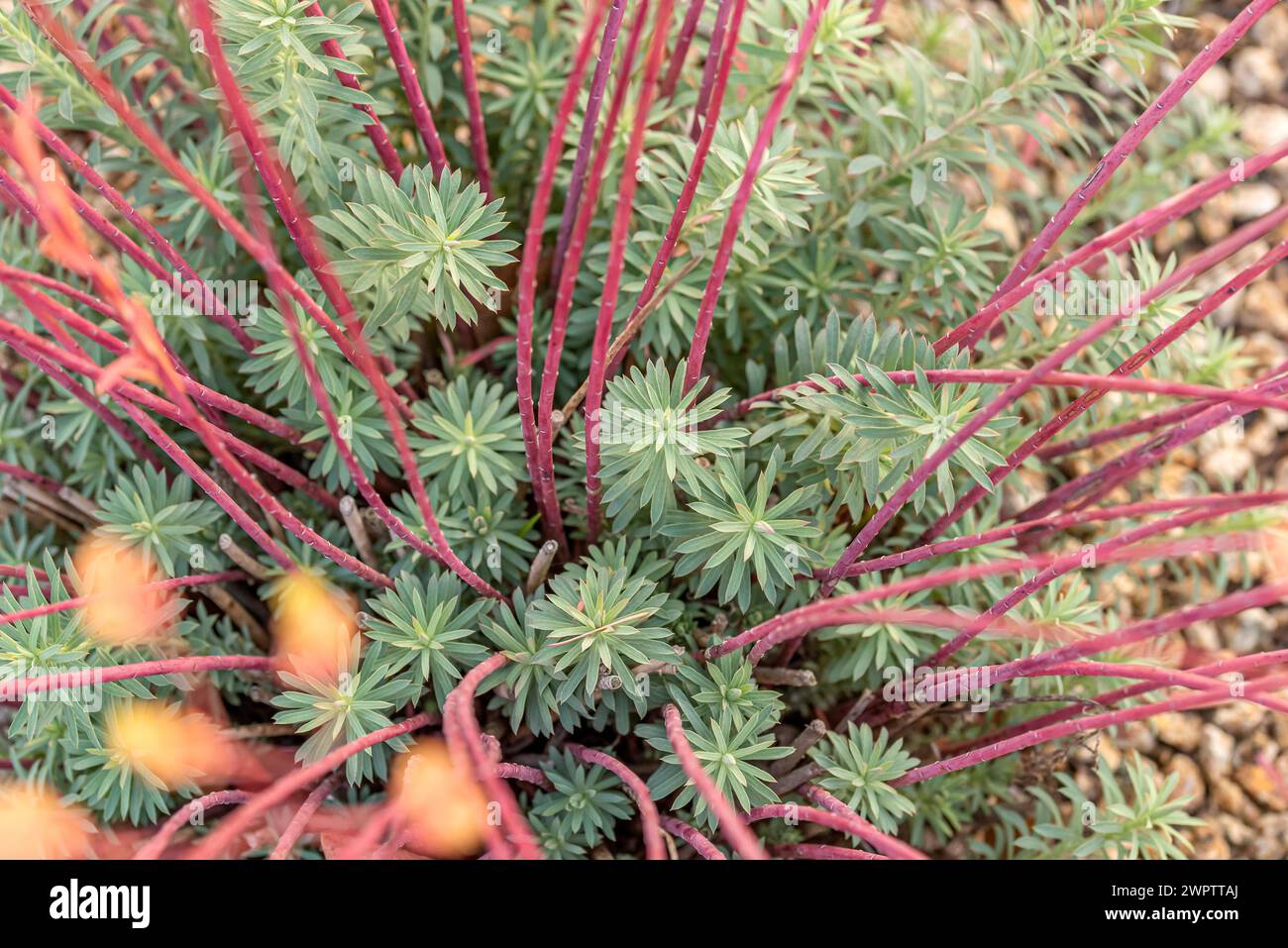 Steppe spurge (Euphorbia seguieriana subsp. niciciana), Cambridge ...