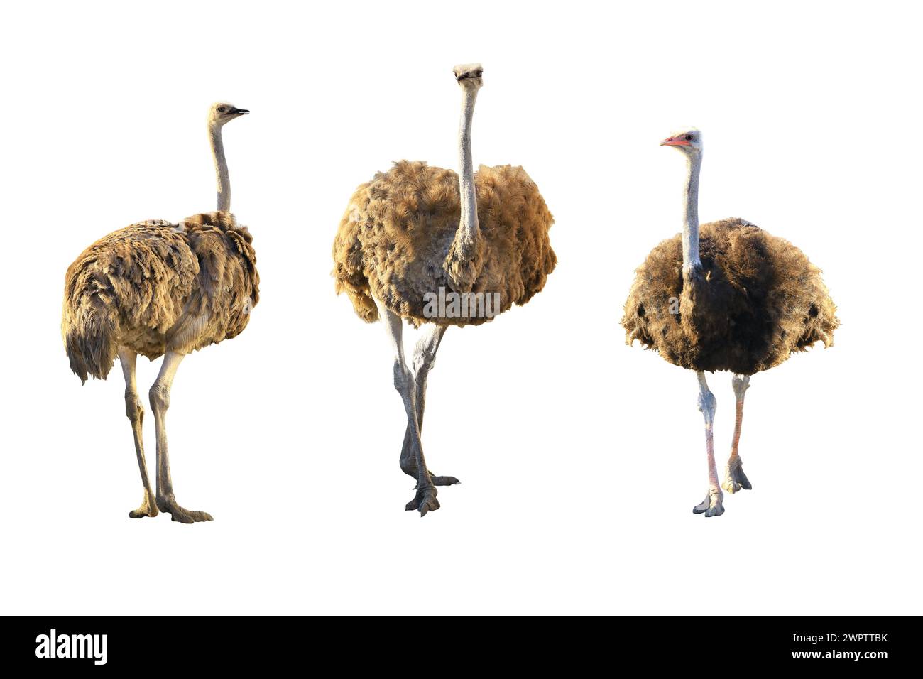 Emus isolated on white background Stock Photo - Alamy