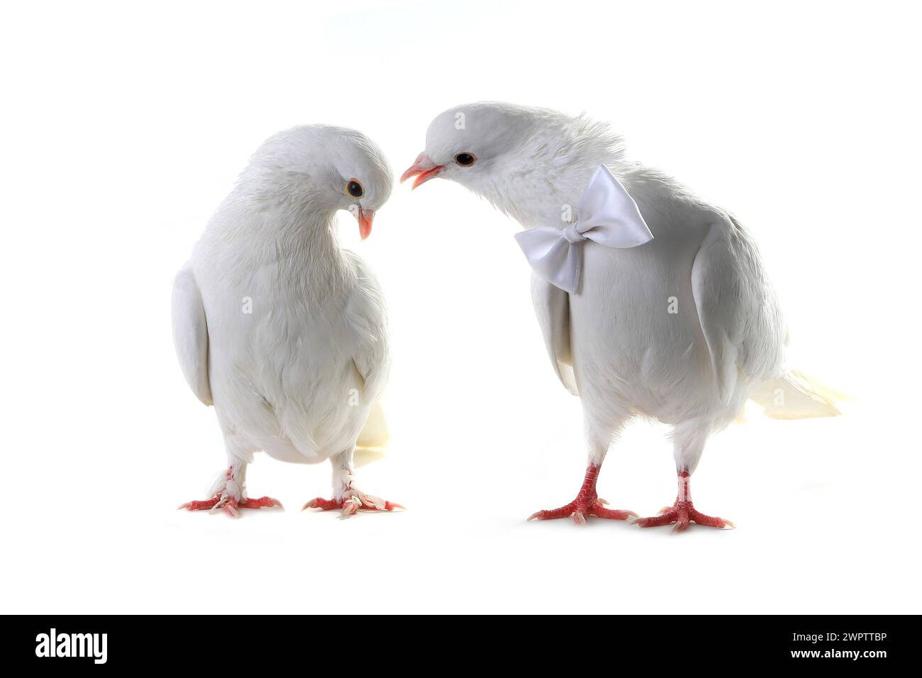 Wedding doves. symbol of love and wedding Stock Photo - Alamy