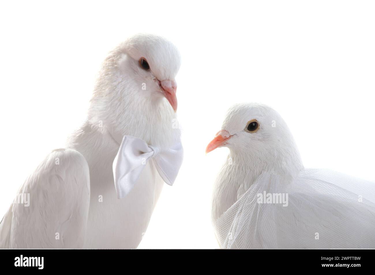 Portrait Wedding doves. symbol of love and wedding Stock Photo - Alamy