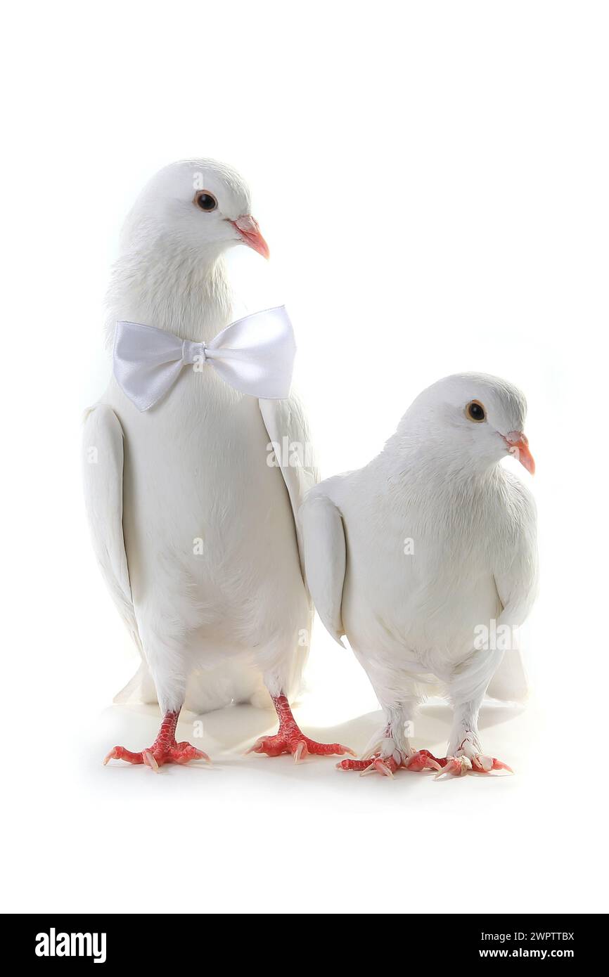 Wedding doves. symbol of love and wedding Stock Photo - Alamy