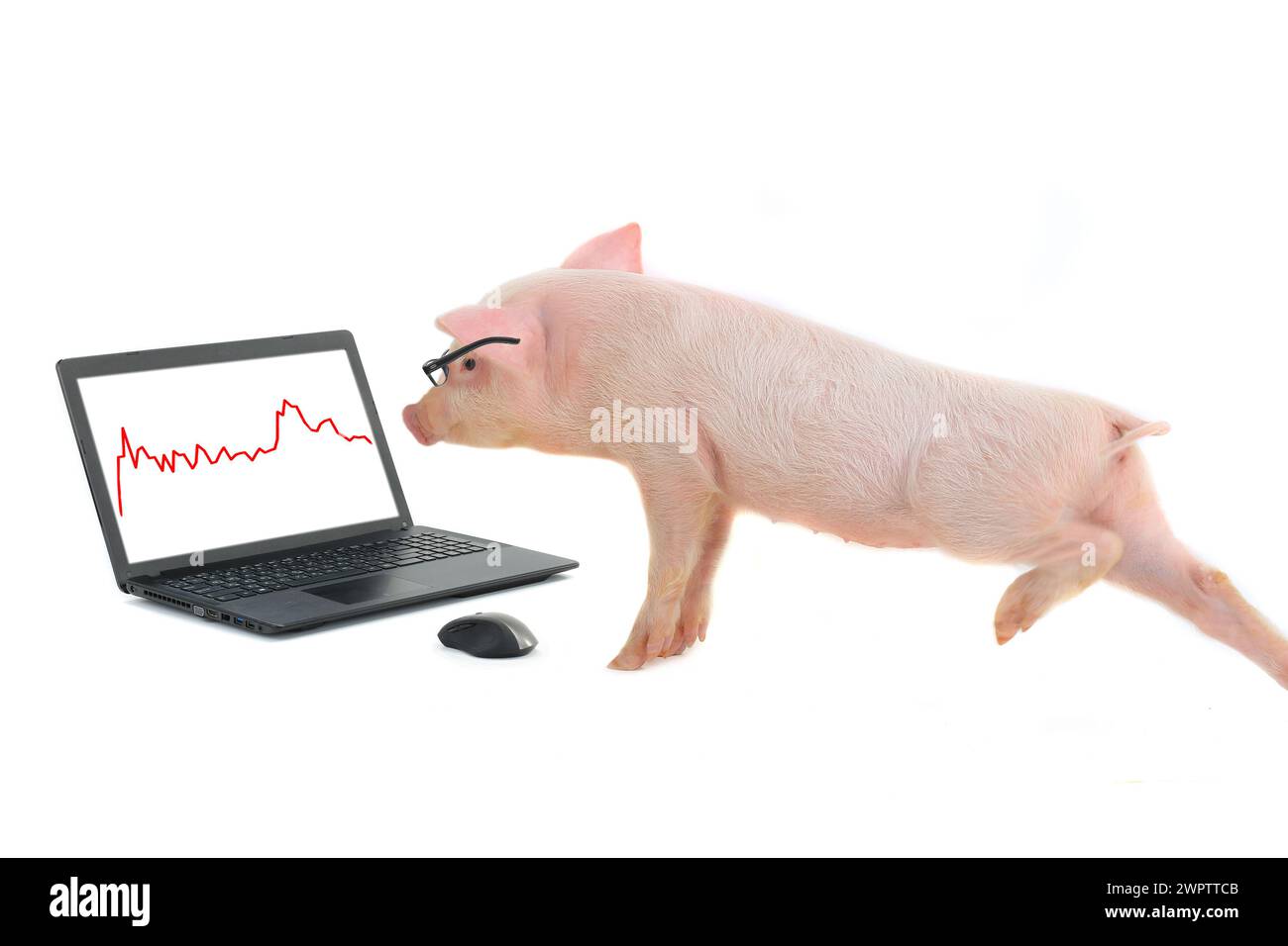 pig works on the computer Stock Photo - Alamy