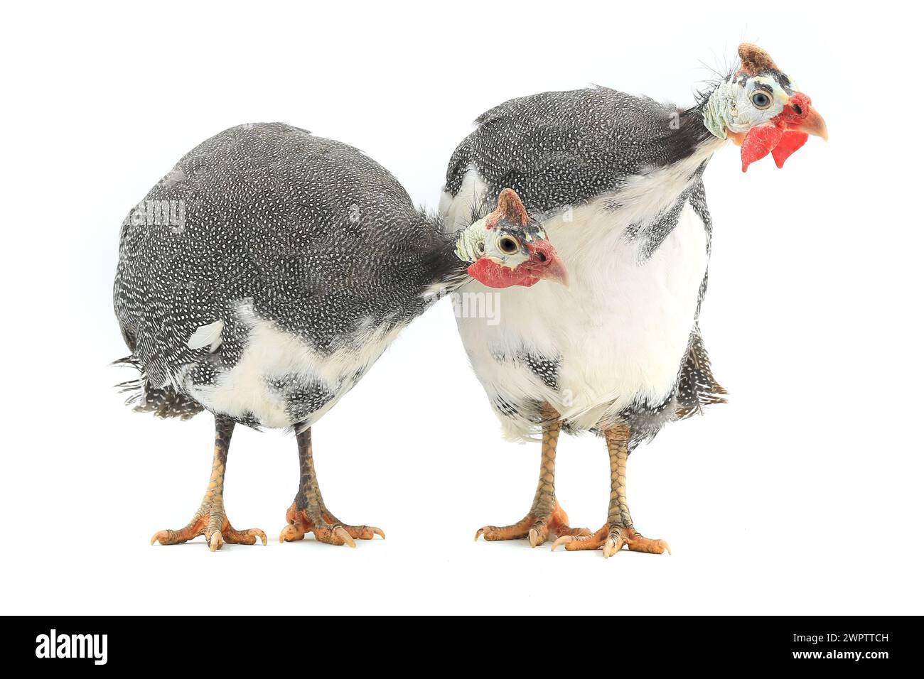 Guinea fowls (Numida meleagris) isolated on a white background in ...