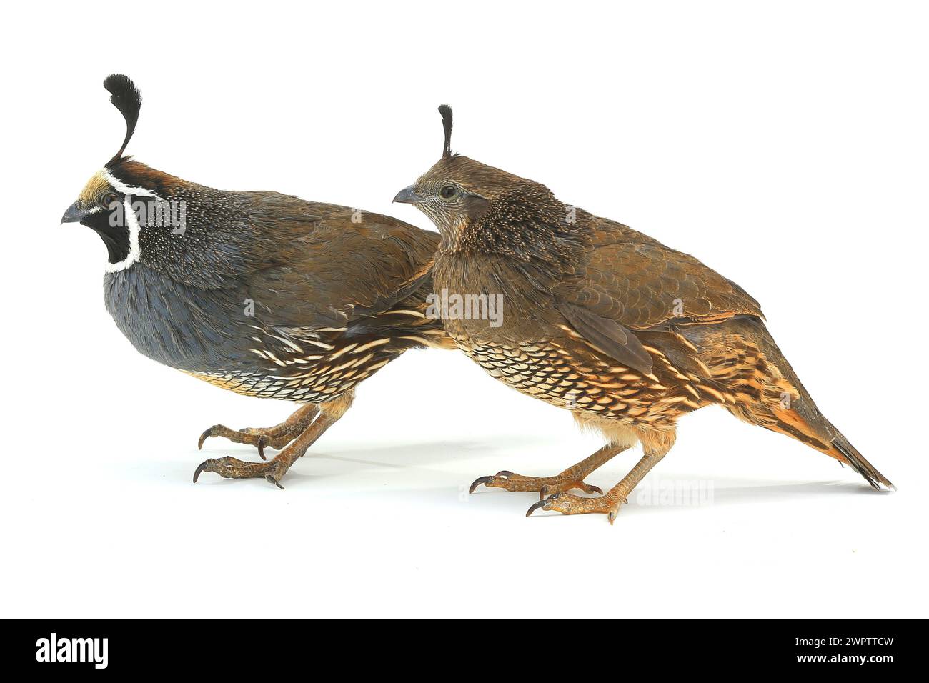 California Quail on a white background Stock Photo - Alamy