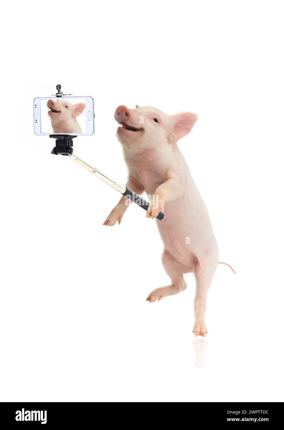 smile pig taking a selfie together with smartphone camera Stock Photo ...