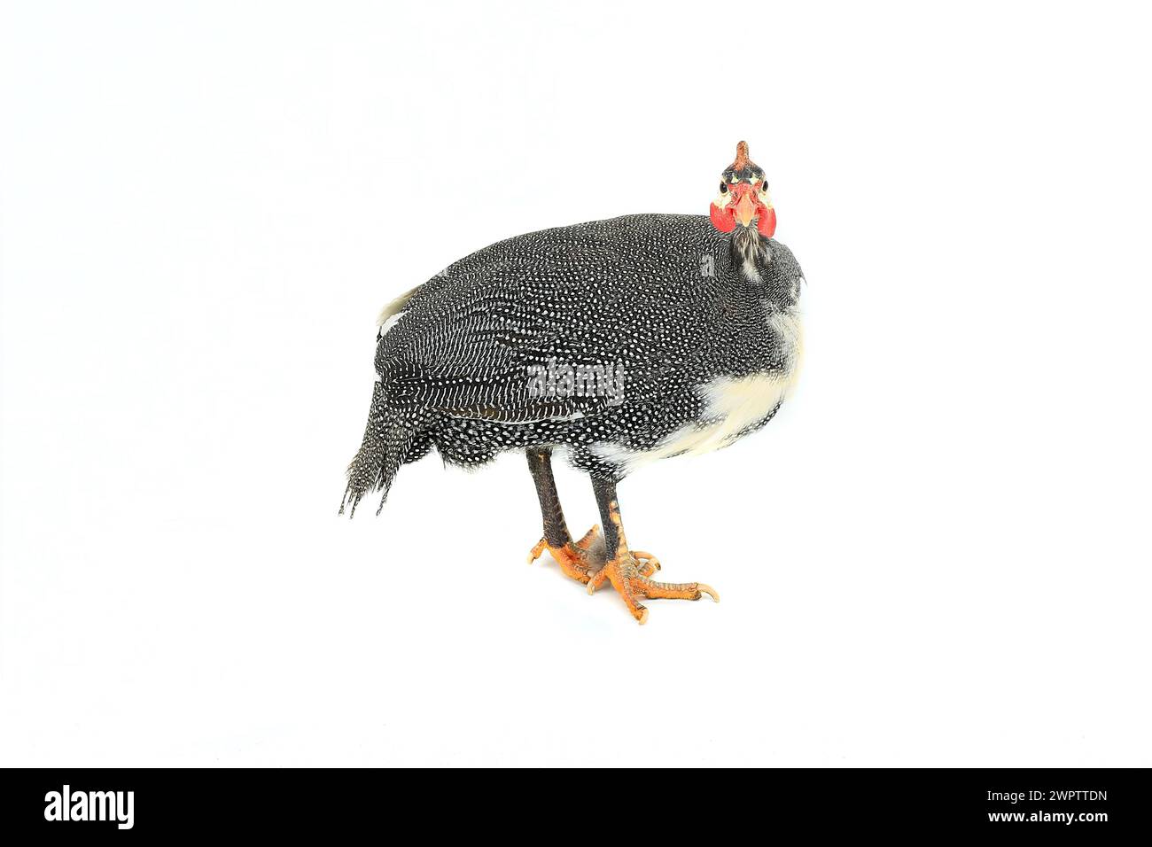 Guinea fowls (Numida meleagris) isolated on a white background in ...