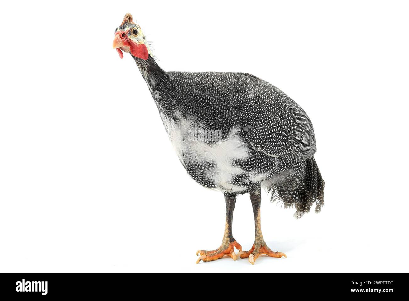Guinea fowls (Numida meleagris) isolated on a white background in ...