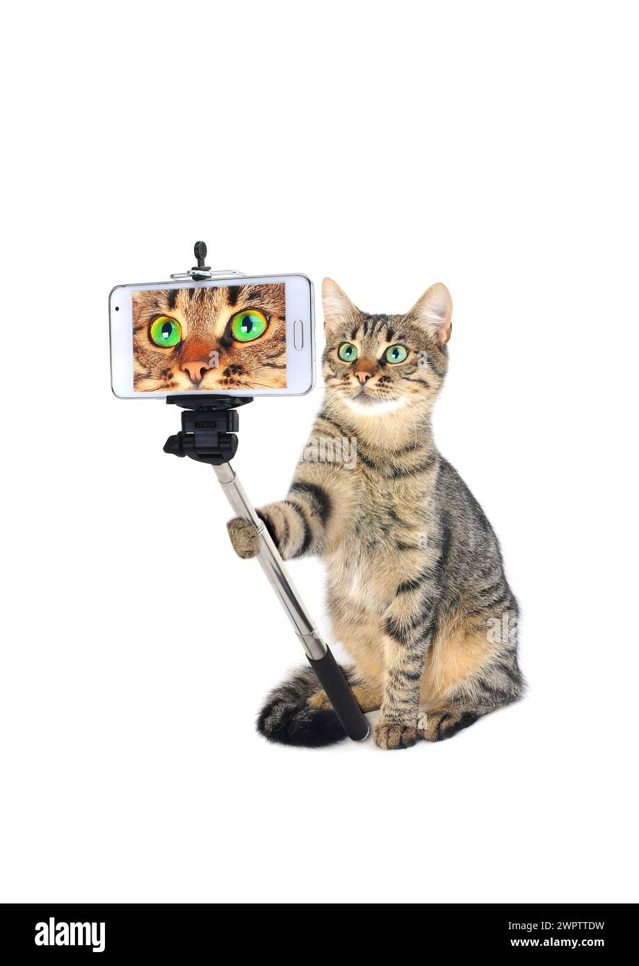 grey cat taking a selfie together with smartphone camera on a white ...