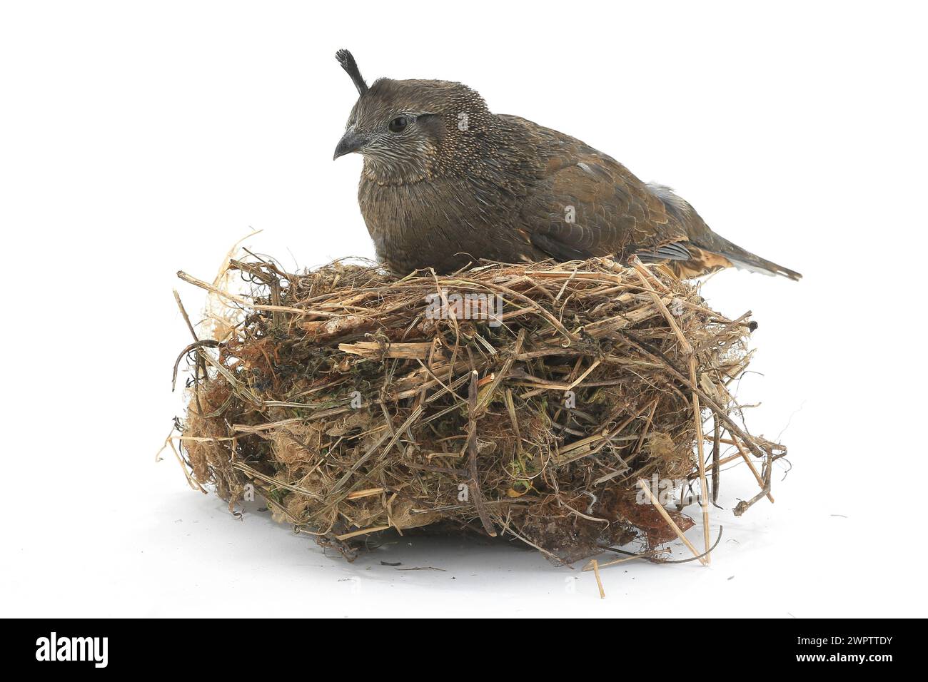 nest female California Quail on a white background Stock Photo - Alamy