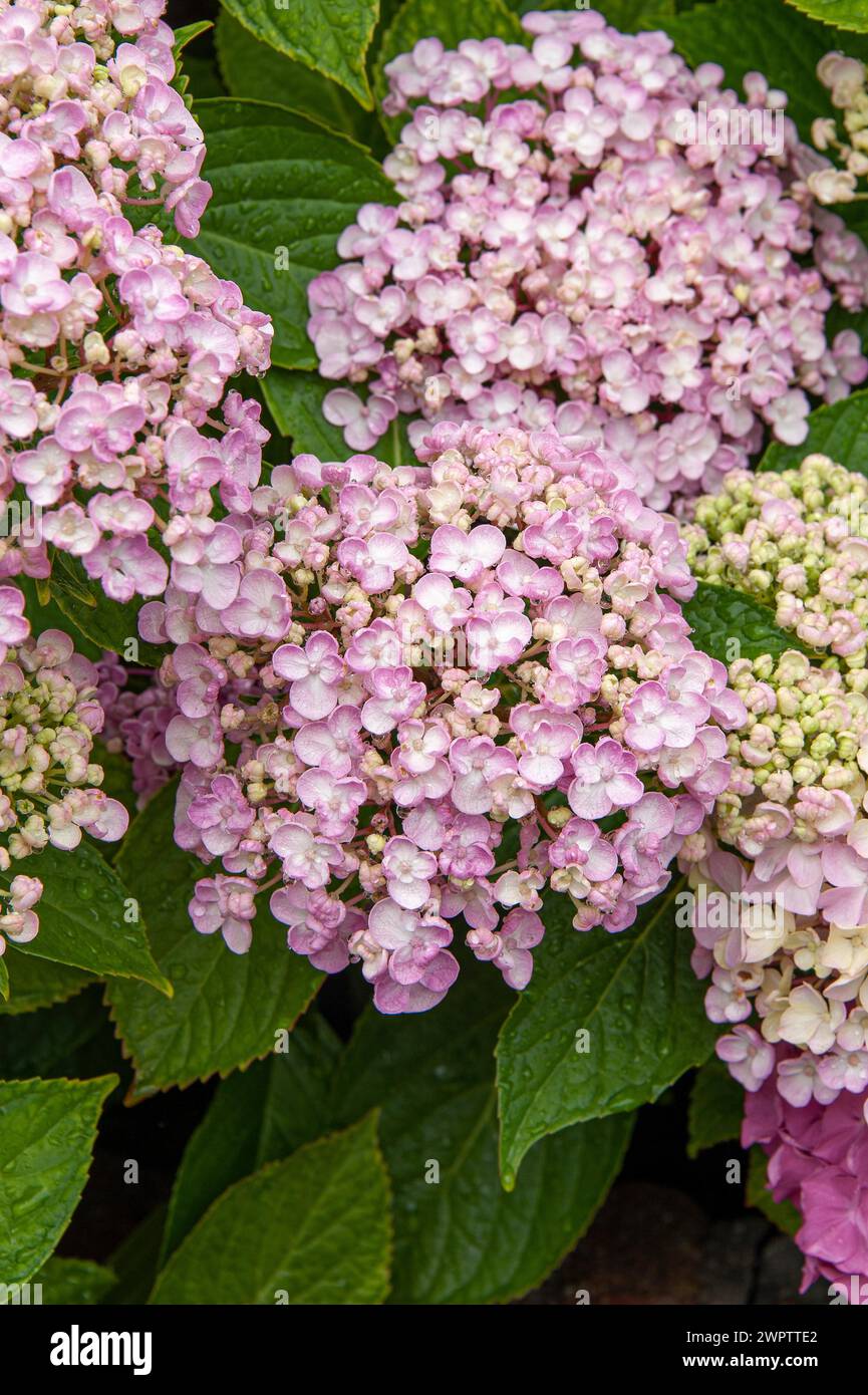 Garden hydrangea (Hydrangea macrophylla 'Ayesha'), Cambridge Botanical ...