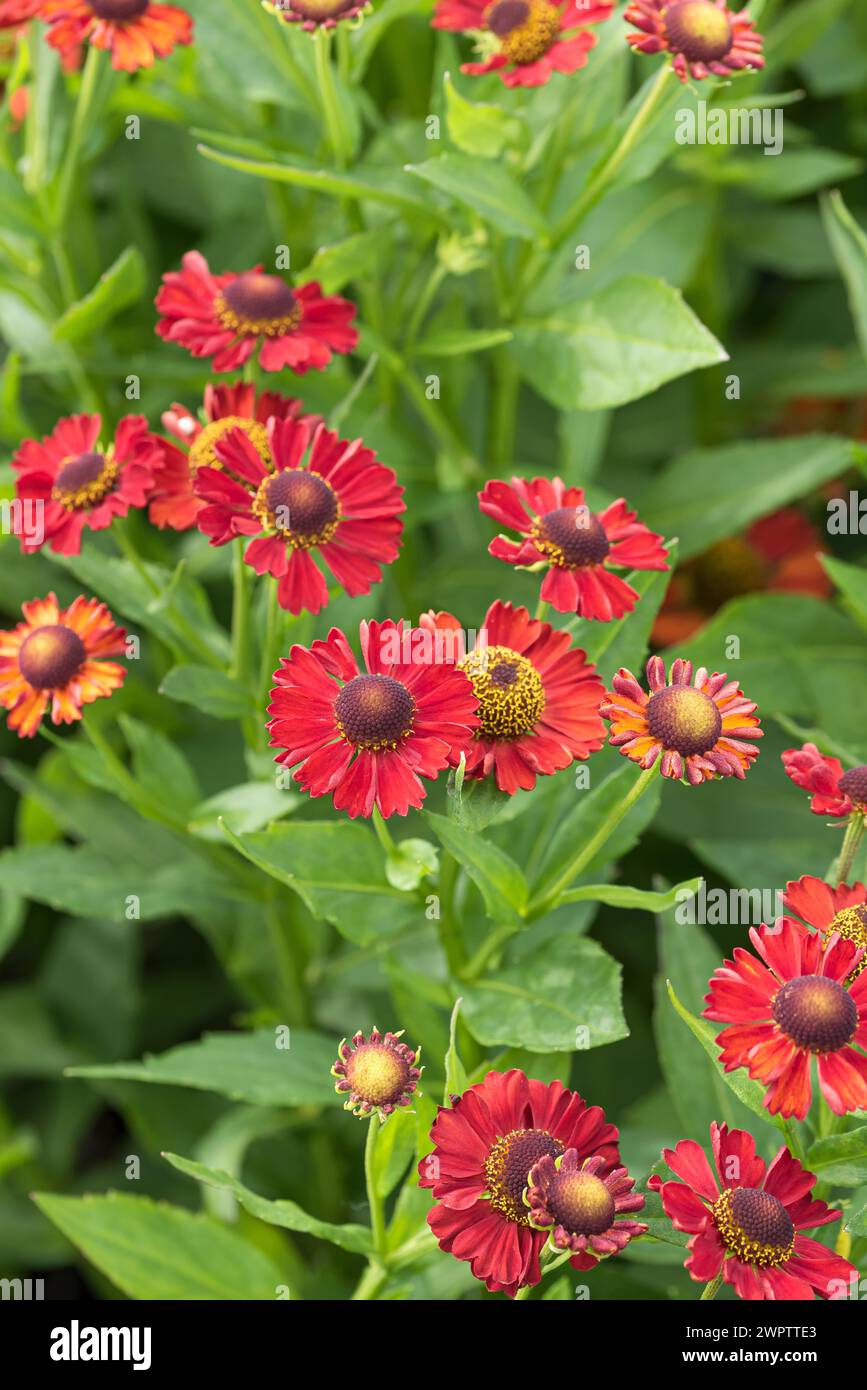 Sunflower (Helenium 'Ruby Tuesday'), Cambridge Botanical Garden ...