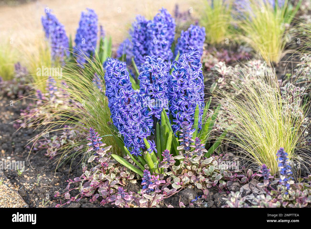 Hyacinth (Hyacinthus orientalis 'Blue Jacket'), Cambridge Botanical ...