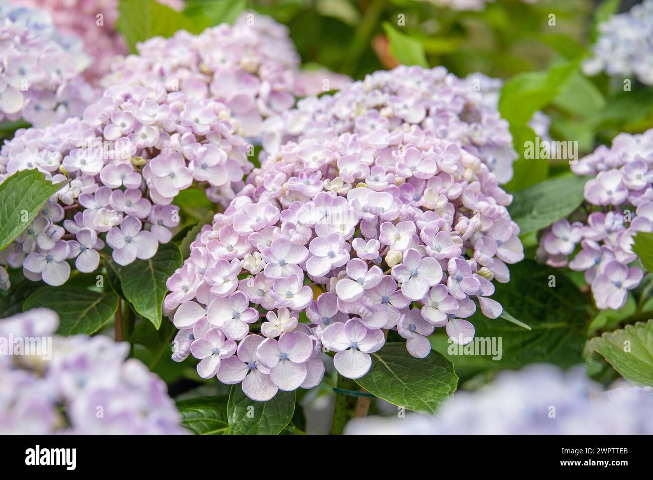 Garden hydrangea (Hydrangea macrophylla 'Ayesha'), Cambridge Botanical ...