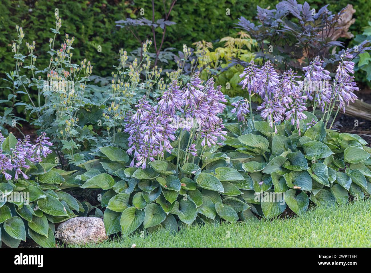Funkia (Hosta 'Blue Cadet'), Cambridge Botanical Garden, Germany Stock ...