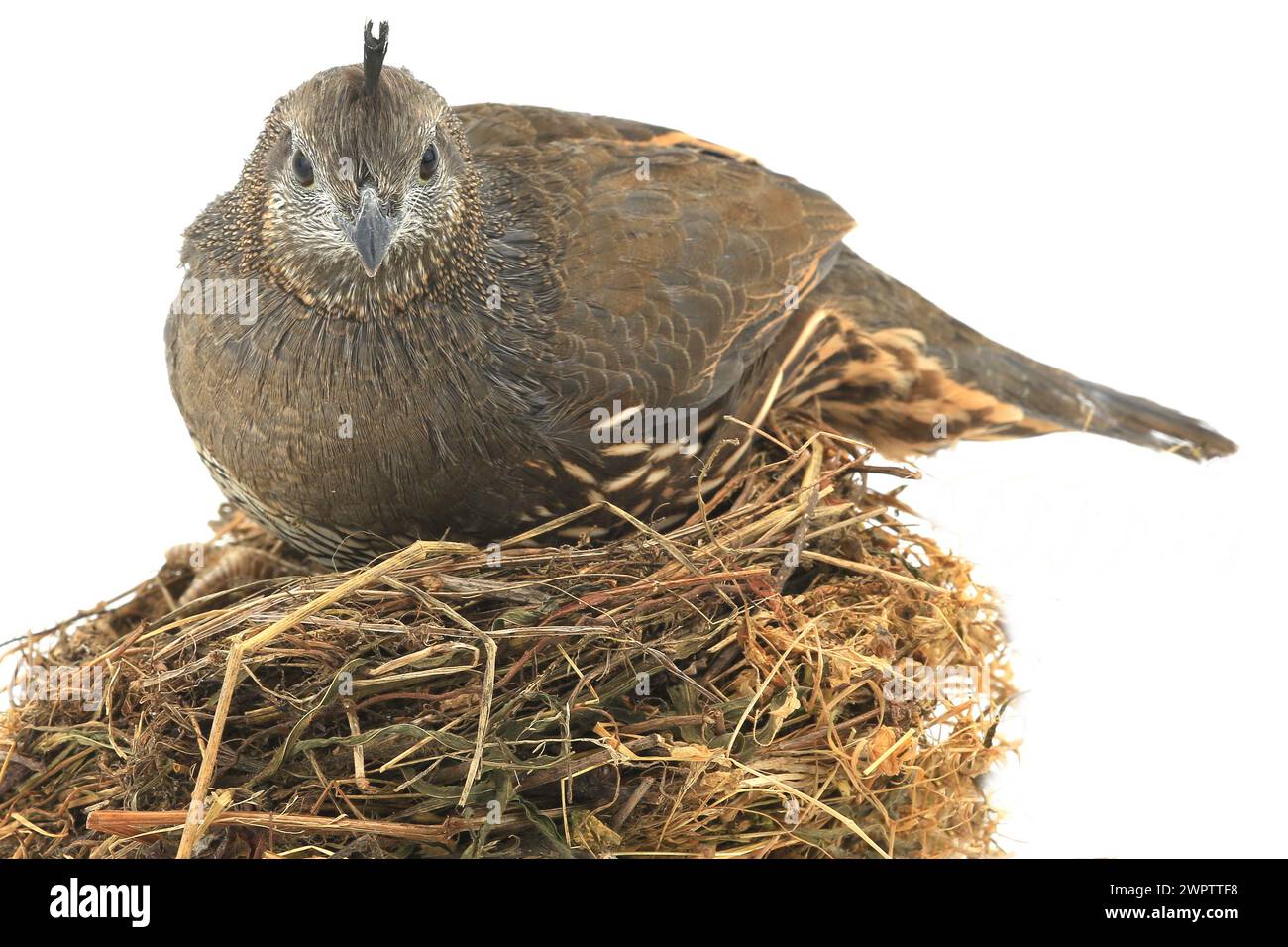 nest female California Quail on a white background Stock Photo - Alamy