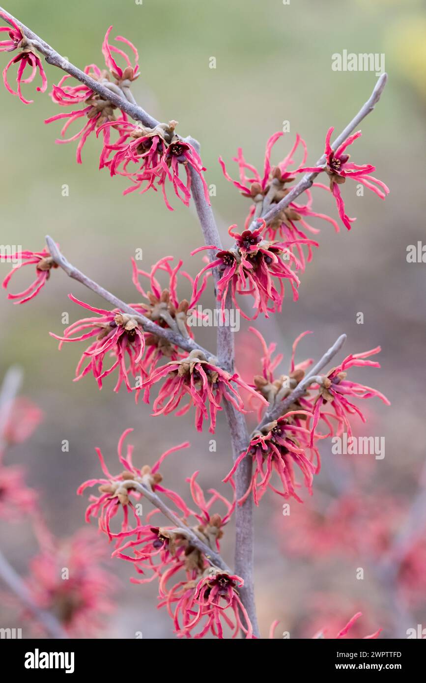 Hamamelis x intermedia 'Ruby Glow', Cambridge Botanical Garden, Germany ...