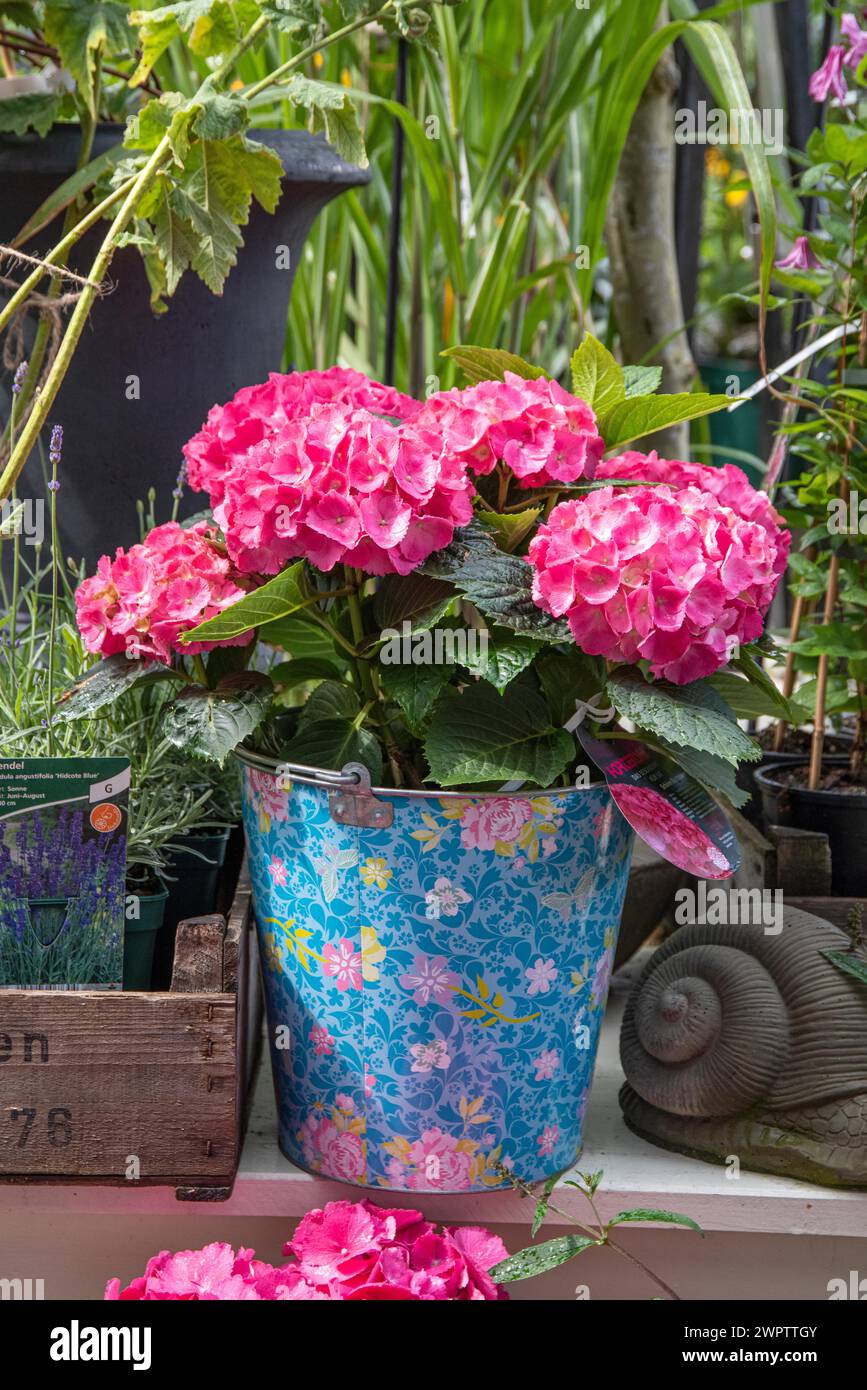 Ball hydrangea (Hydrangea macrophylla 'Schoene Bautznerin'), Cambridge ...