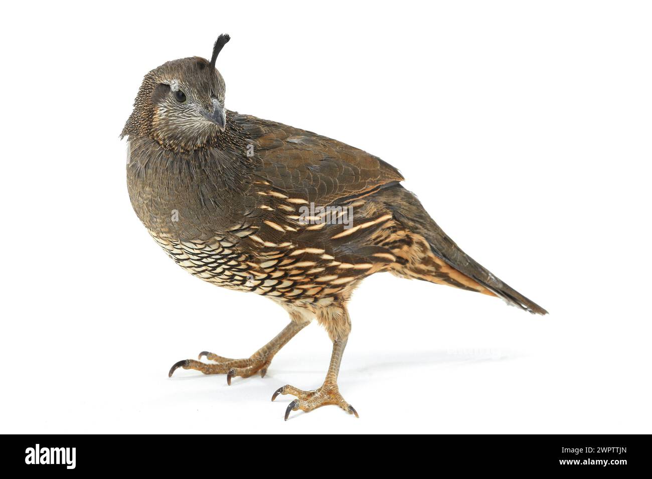female California Quail on a white background Stock Photo - Alamy