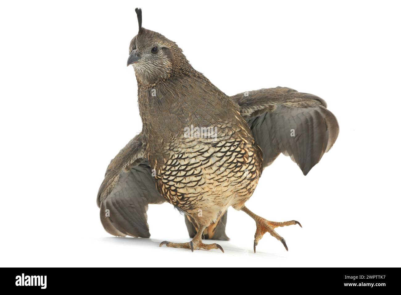 female California Quail on a white background Stock Photo - Alamy