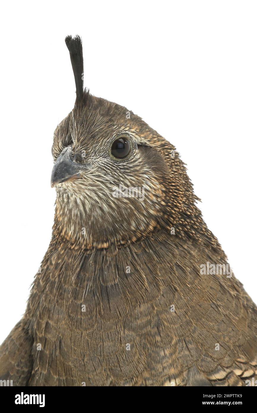 portrait female California Quail on a white background Stock Photo - Alamy