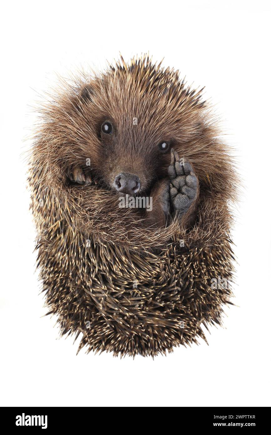 with raised paw hedgehog isolated on white background Stock Photo - Alamy