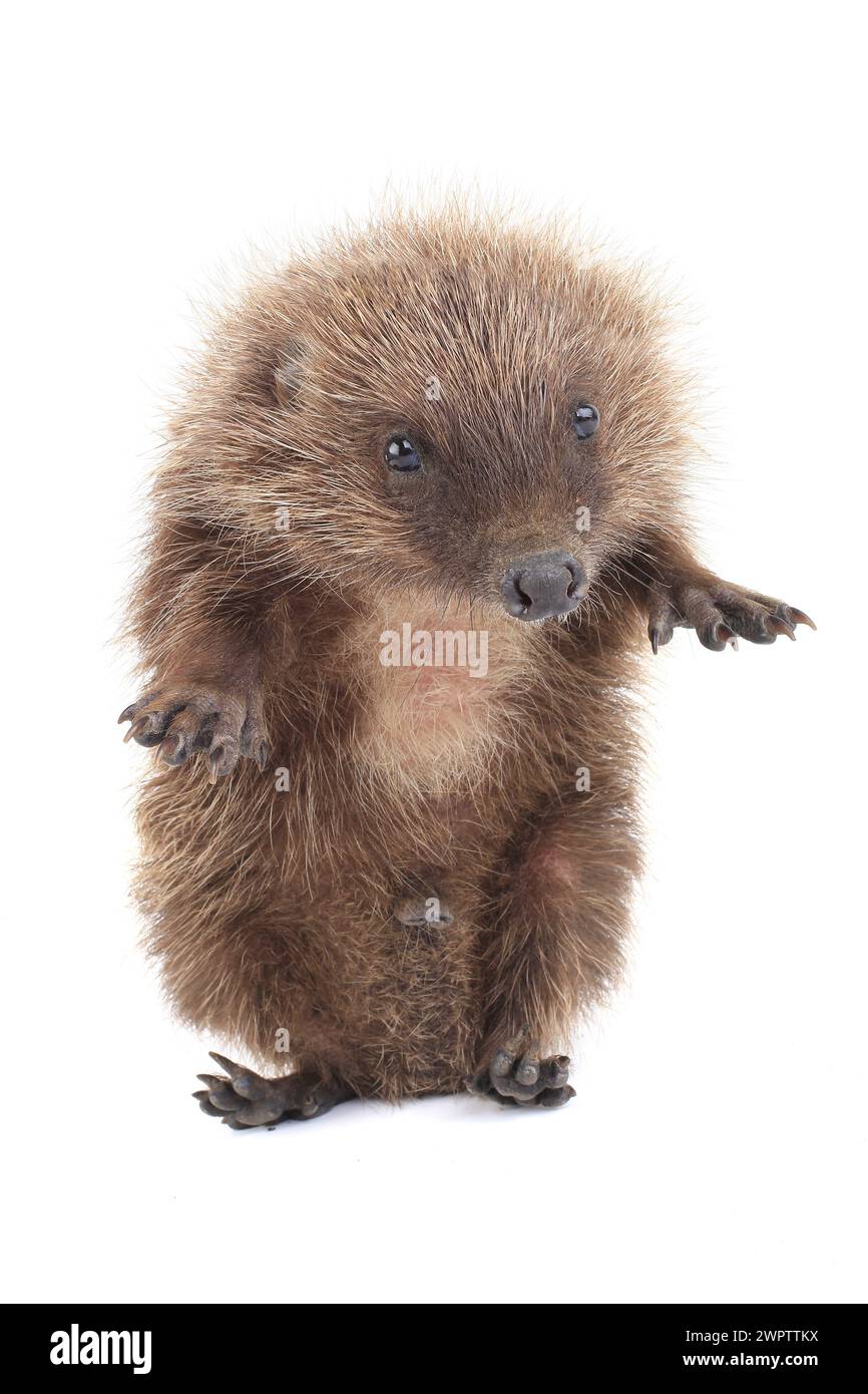 Hedgehog profile Cut Out Stock Images & Pictures - Alamy