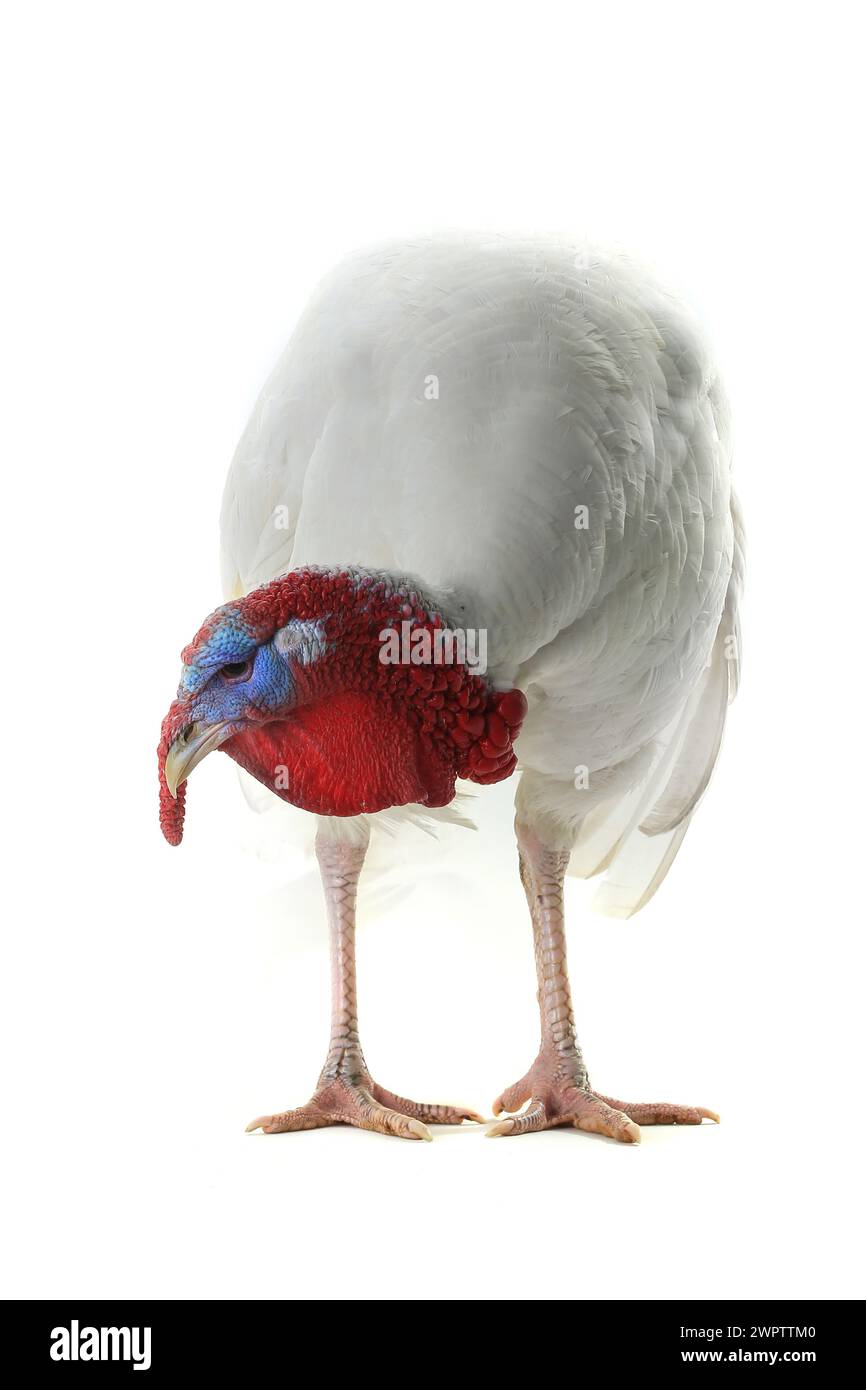 Turkey isolated on a white background. Studio Stock Photo - Alamy