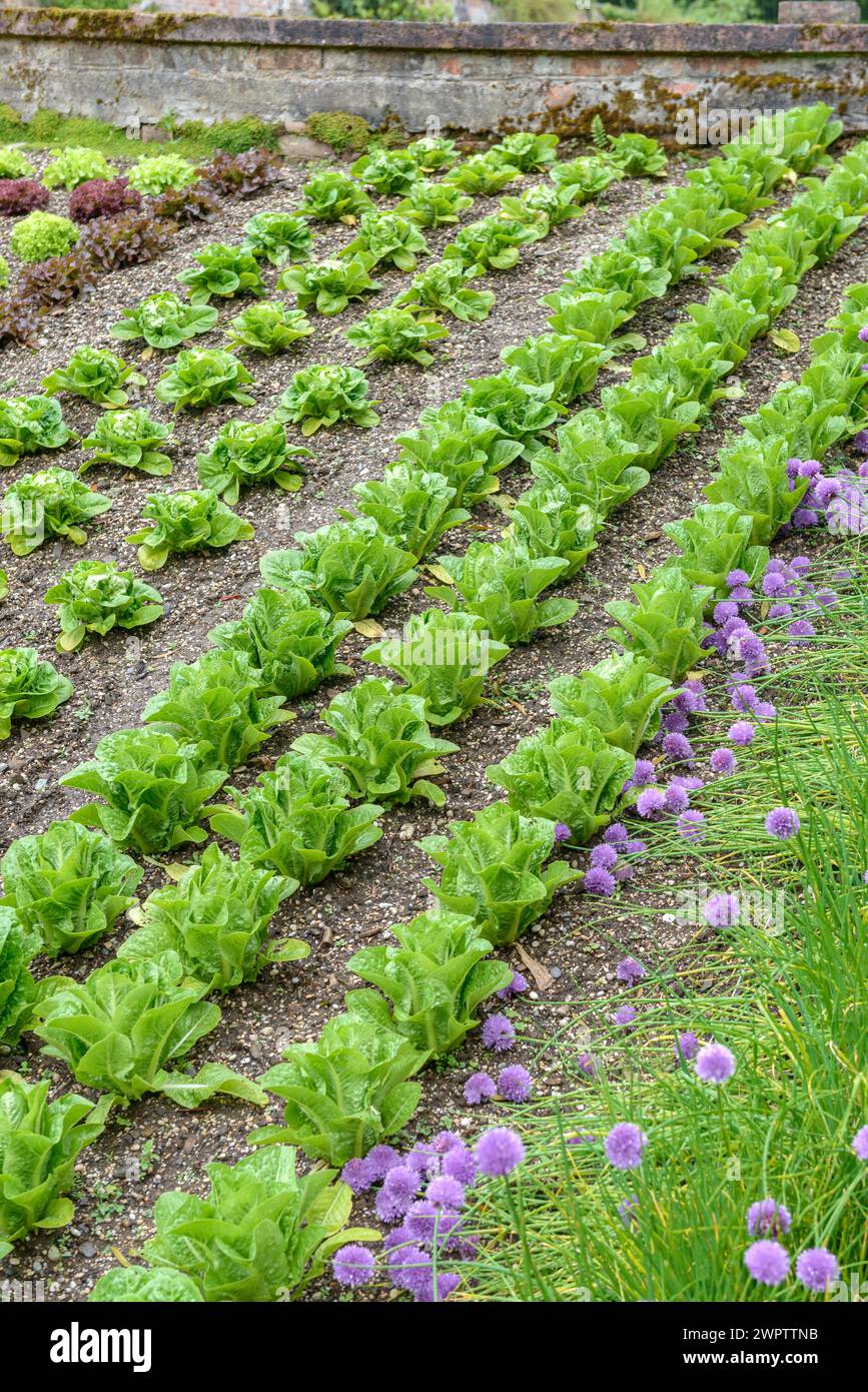 Lettuce (Lactuca sativa), Cambridge Botanical Garden, Madron, England ...