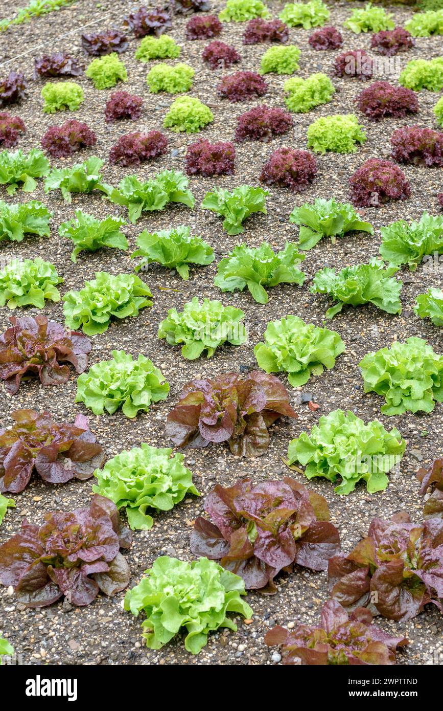 Lettuce (Lactuca sativa), Cambridge Botanical Garden, Madron, England ...