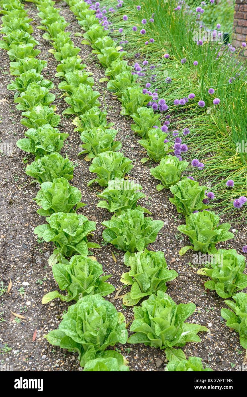 Lettuce (Lactuca sativa), Cambridge Botanical Garden, Madron, England ...