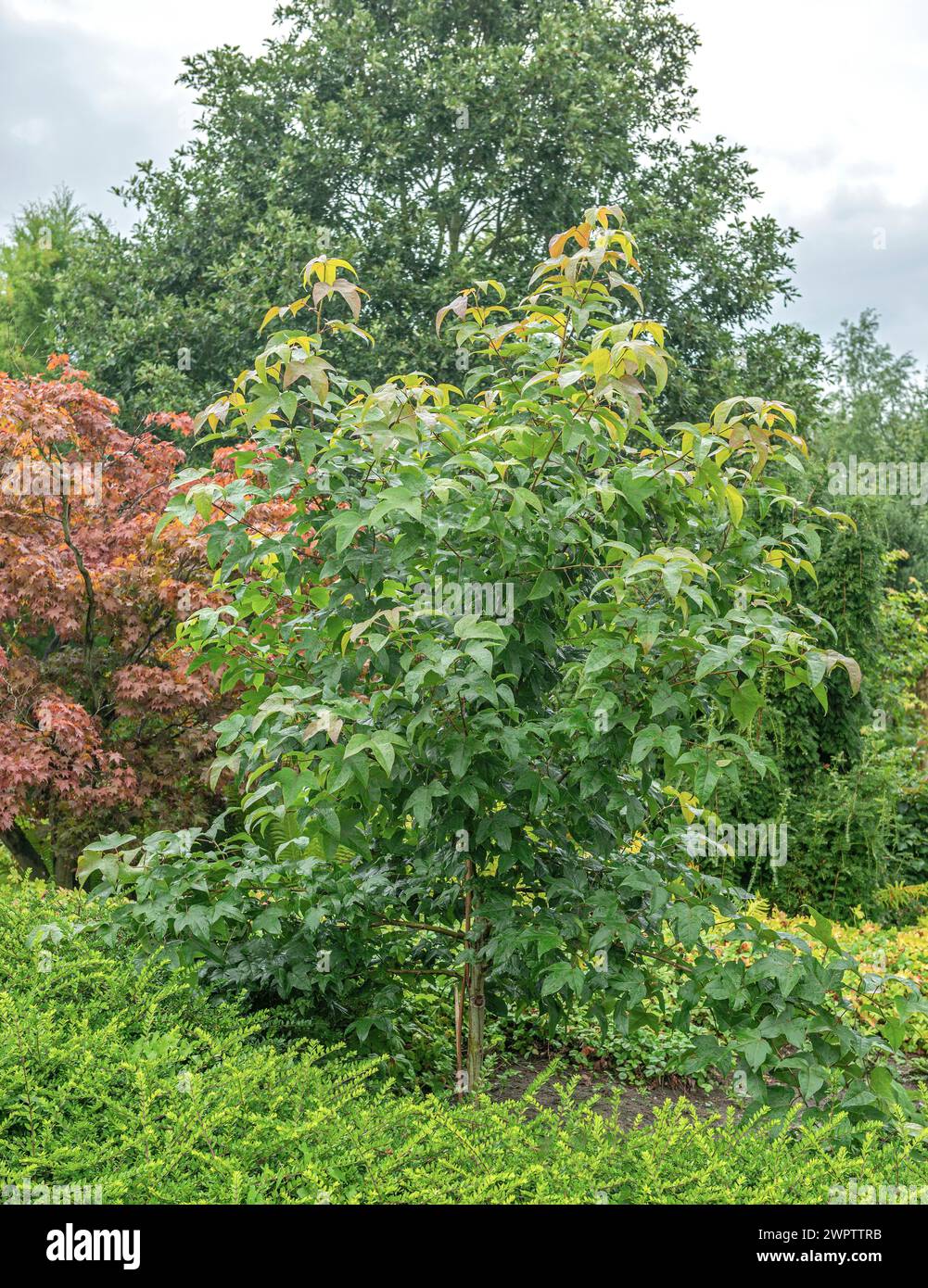 Amber tree (Liquidambar acalycina), Cambridge Botanical Garden, Germany ...