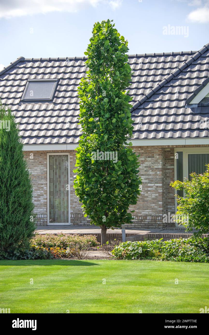 American tulip tree (Liriodendron tulipifera 'Fastigiatum'), Cambridge ...