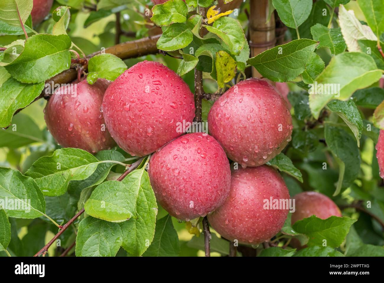 Apple (Malus domestica 'Fuji'), Cambridge Botanical Garden, Germany ...