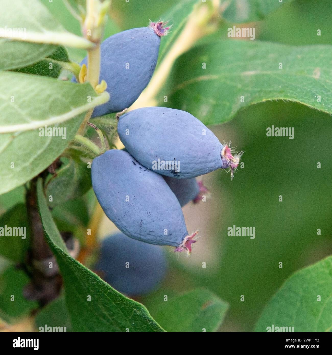 Blue honeyberry (Lonicera caerulea 'Leningradski Velikan'), Cambridge ...