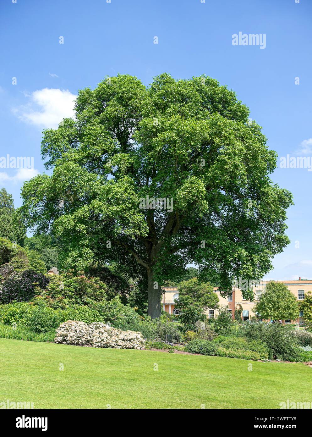 American tulip tree (Liriodendron tulipifera), Cambridge Botanical ...