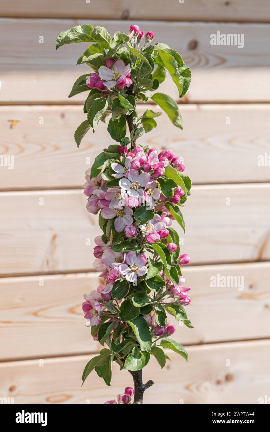 Columnar apple (Malus domestica 'Greencats'), Cambridge Botanical ...