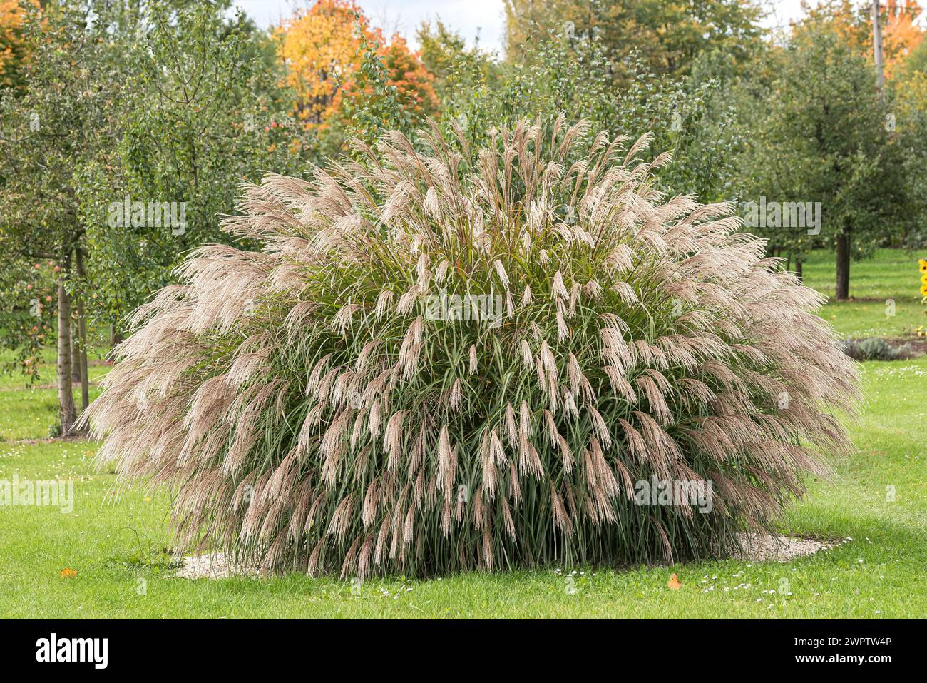 Chinese reed (Miscanthus sinensis 'Bogenlampe'), Cambridge Botanical ...