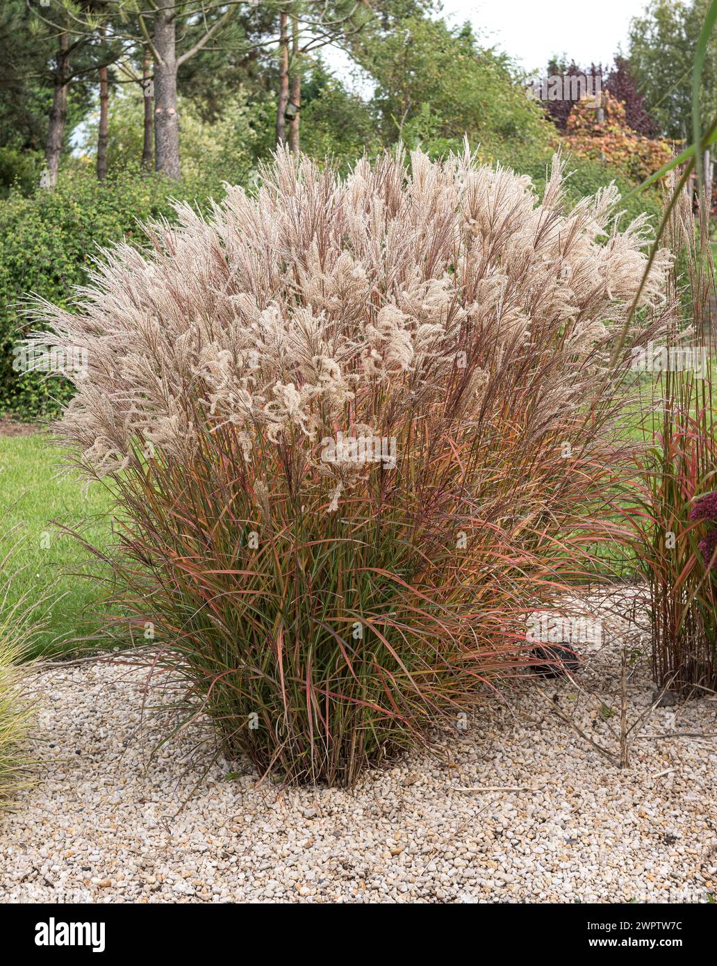 Chinese reed (Miscanthus sinensis 'Flammenmeer'), Cambridge Botanical ...