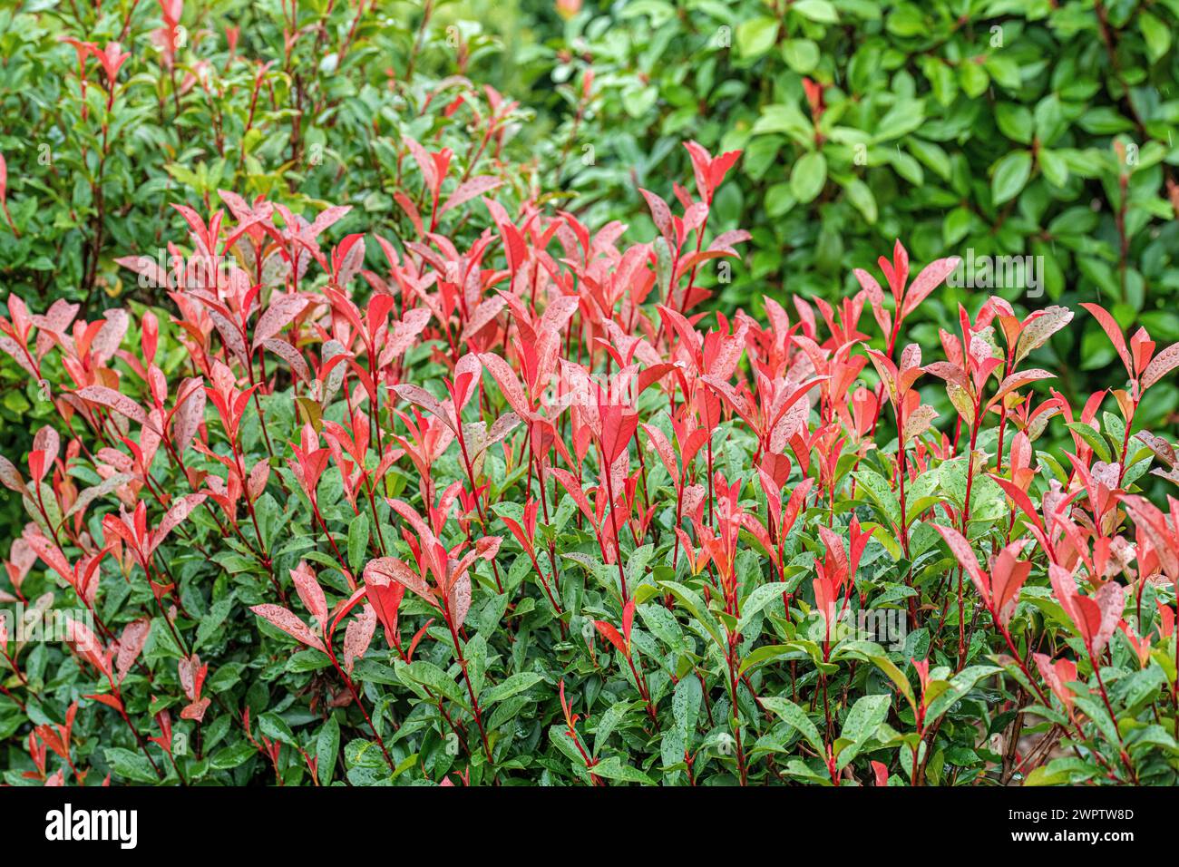 Photinia x fraseri 'Carre Rouge', Cambridge Botanical Garden, Germany ...