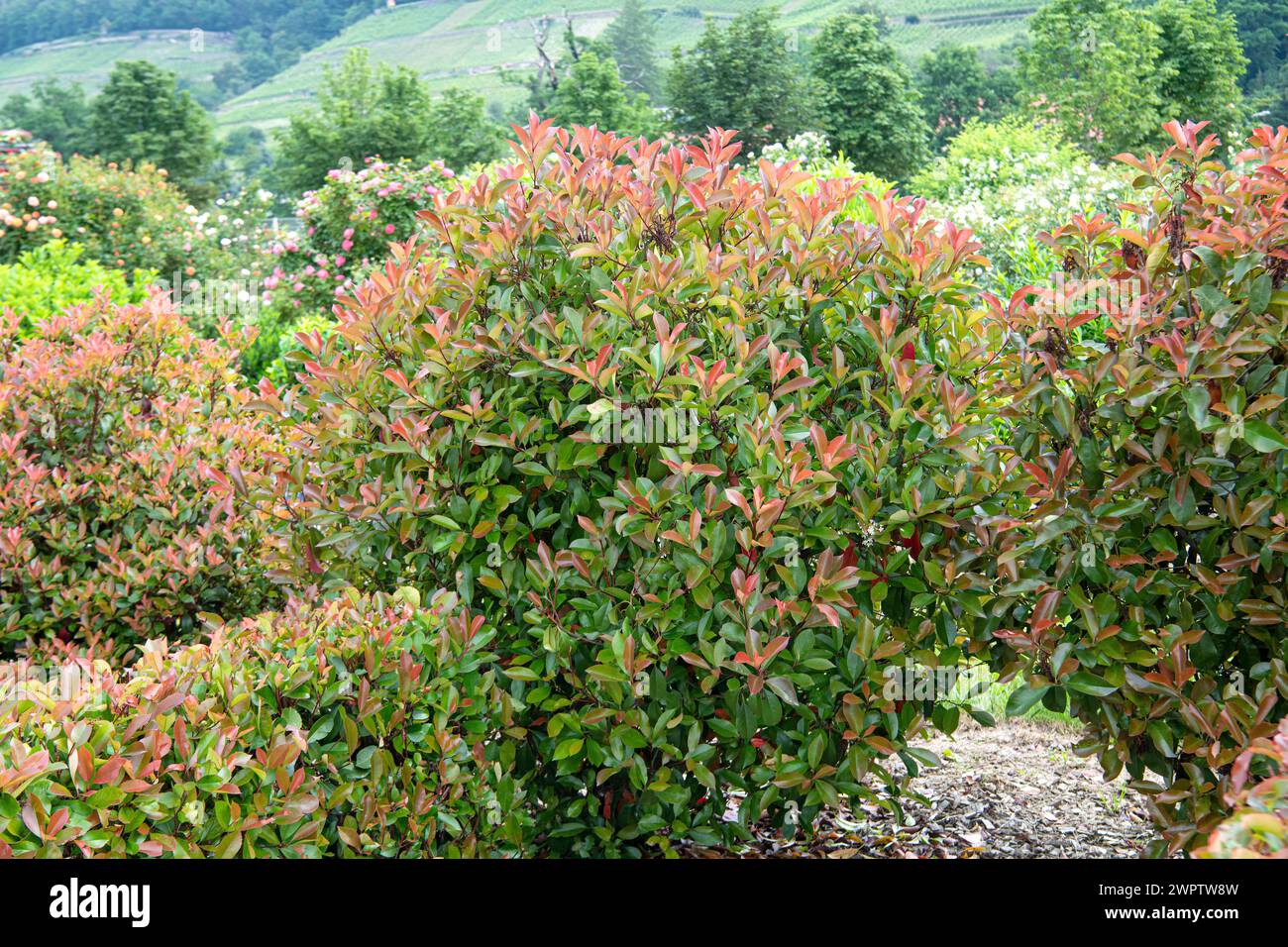 Photinia x fraseri 'Red Robin', Cambridge Botanical Garden, Germany ...