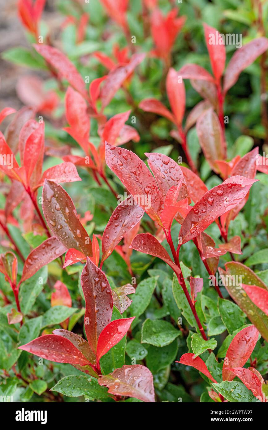Photinia x fraseri carre rouge hi-res stock photography and images - Alamy