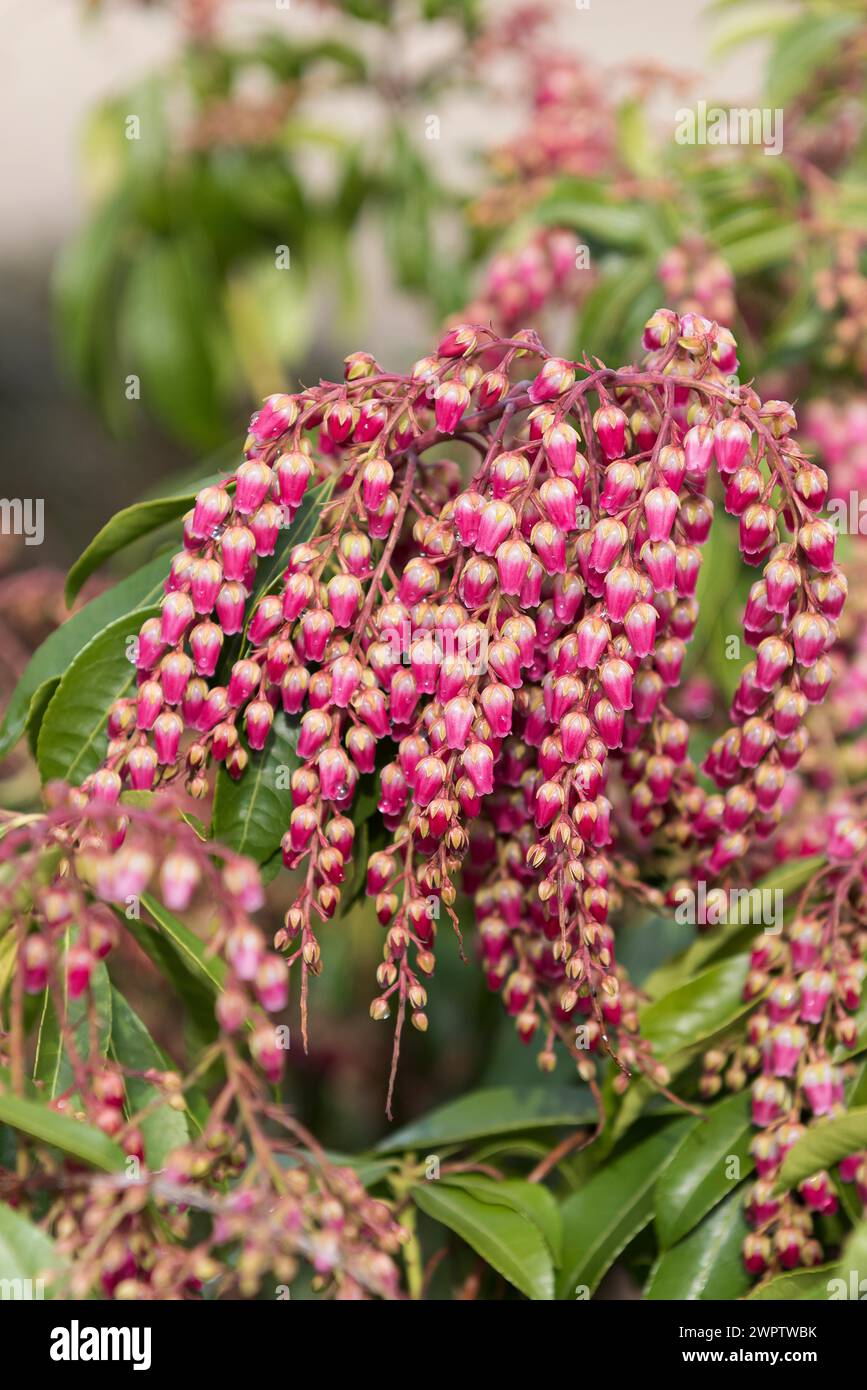 Shade bell (Pieris japonica PINK PASSION), Cambridge Botanical Garden ...