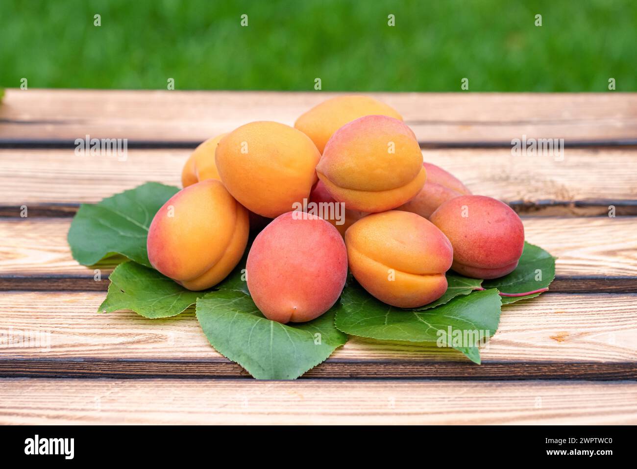 Apricot (Prunus armeniaca 'Farbaly'), Cambridge Botanical Garden ...