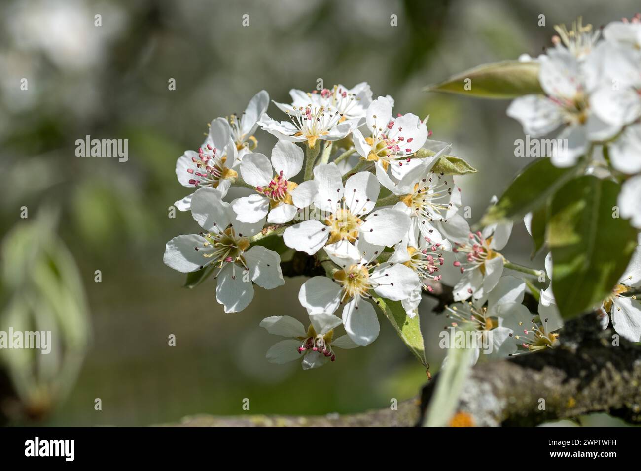 Pyrus communis GRAeFIN VON PARIS, Cambridge Botanical Garden, Germany ...